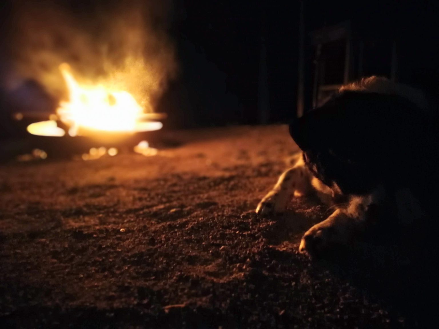 How to Keep a Dog Warm While Camping - CampfireCompass